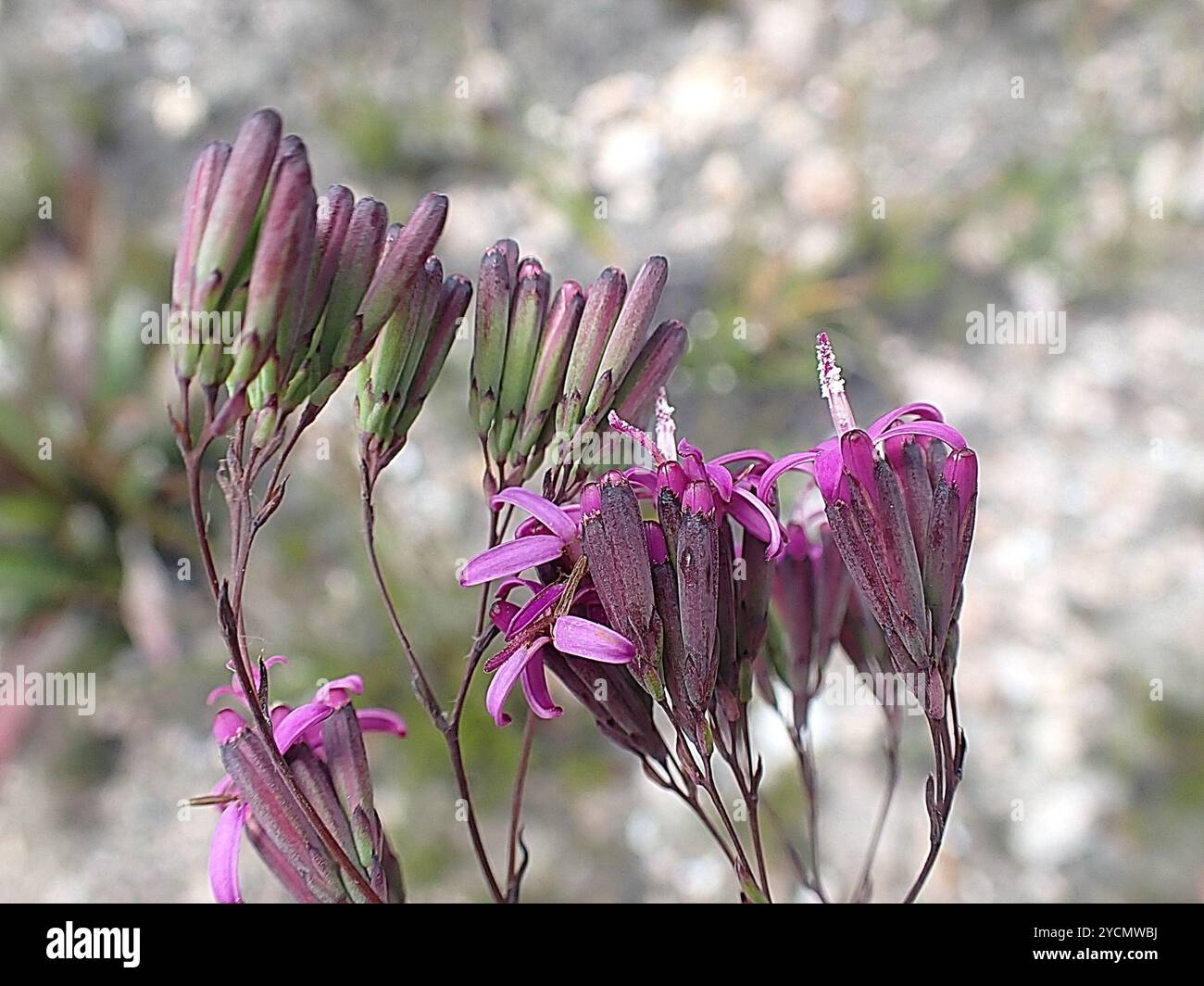 Smooth Plampers (Corymbium glabrum) Plantae Stock Photo - Alamy