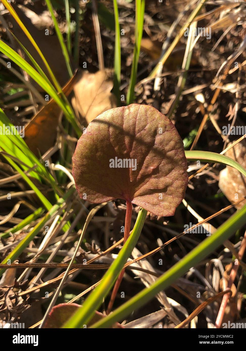 American Coinwort (Centella erecta) Plantae Stock Photo - Alamy