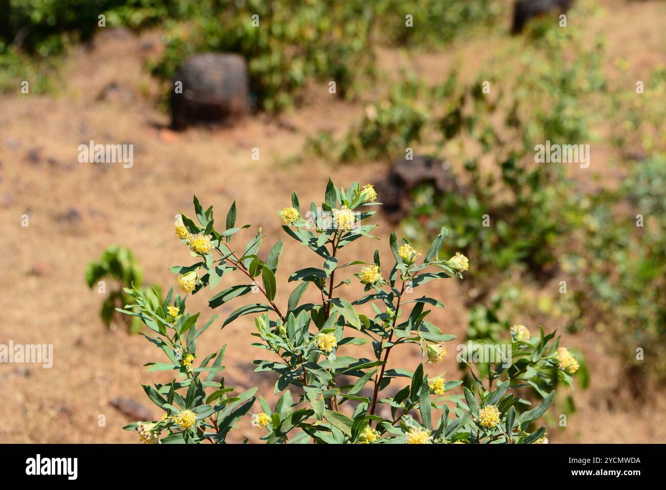 Blue Currybush (Lasiosiphon glaucus) Plantae Stock Photo - Alamy