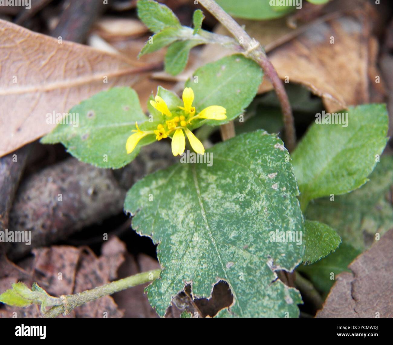 straggler daisy (Calyptocarpus vialis) Plantae Stock Photo - Alamy