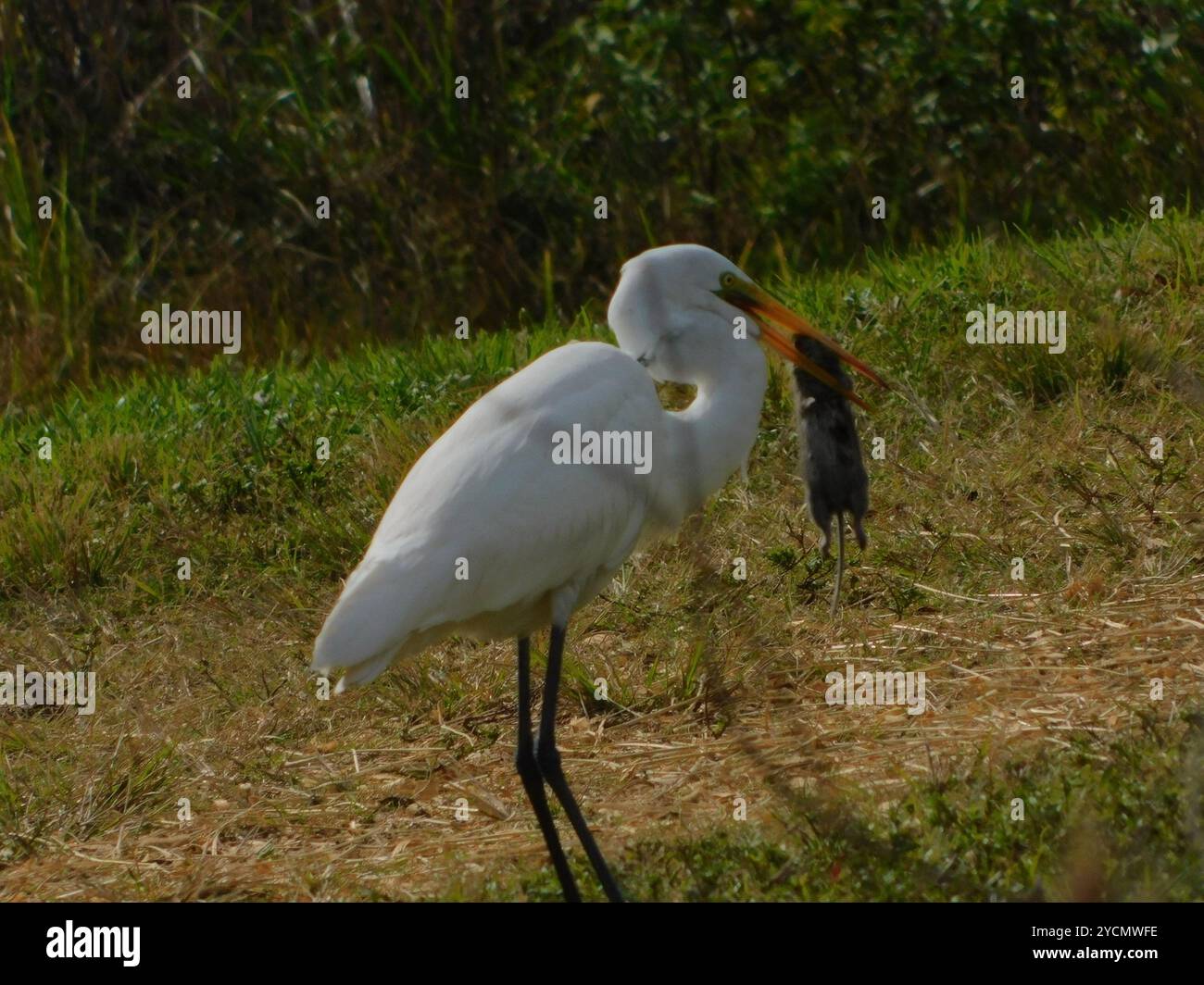 Hispid Cotton Rat (Sigmodon hispidus) Mammalia Stock Photo - Alamy