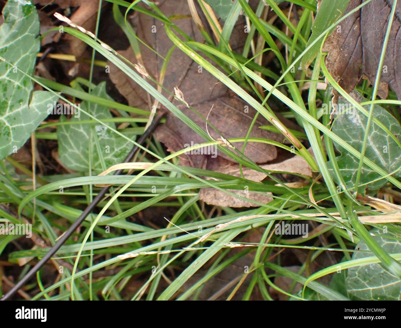 Grey Sedge (Carex divulsa) Plantae Stock Photo - Alamy