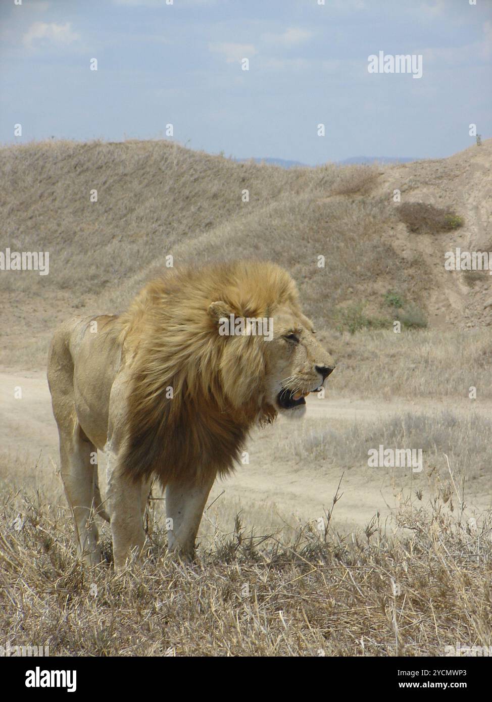Southern Lion (Panthera leo melanochaita) Mammalia Stock Photo - Alamy