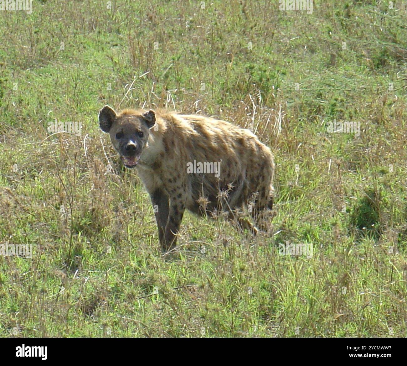 Spotted Hyena (Crocuta crocuta) Mammalia Stock Photo - Alamy