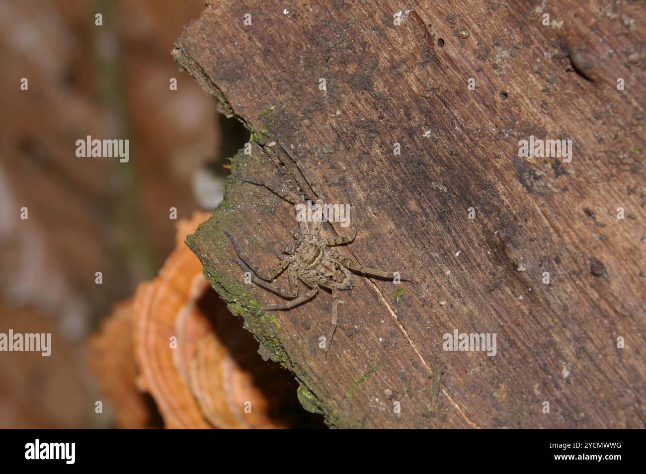 Pantropical huntsman spider hi-res stock photography and images - Alamy