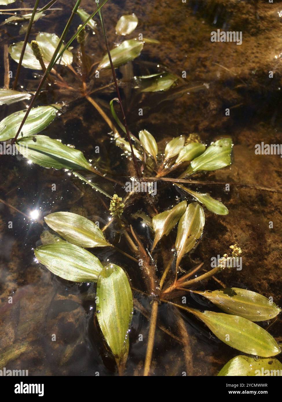 Northern Pondweed (Potamogeton alpinus) Plantae Stock Photo - Alamy