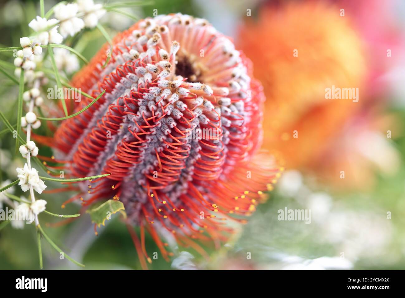 Flowering leucospermum protea flower. Plant belonging to Proteaceae ...