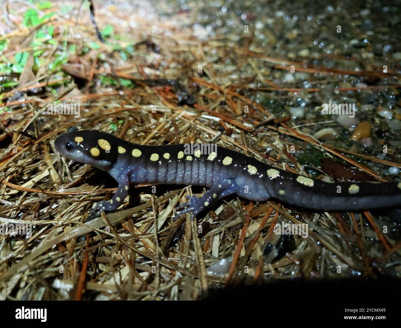 Spotted Salamander (Ambystoma maculatum) Amphibia Stock Photo - Alamy