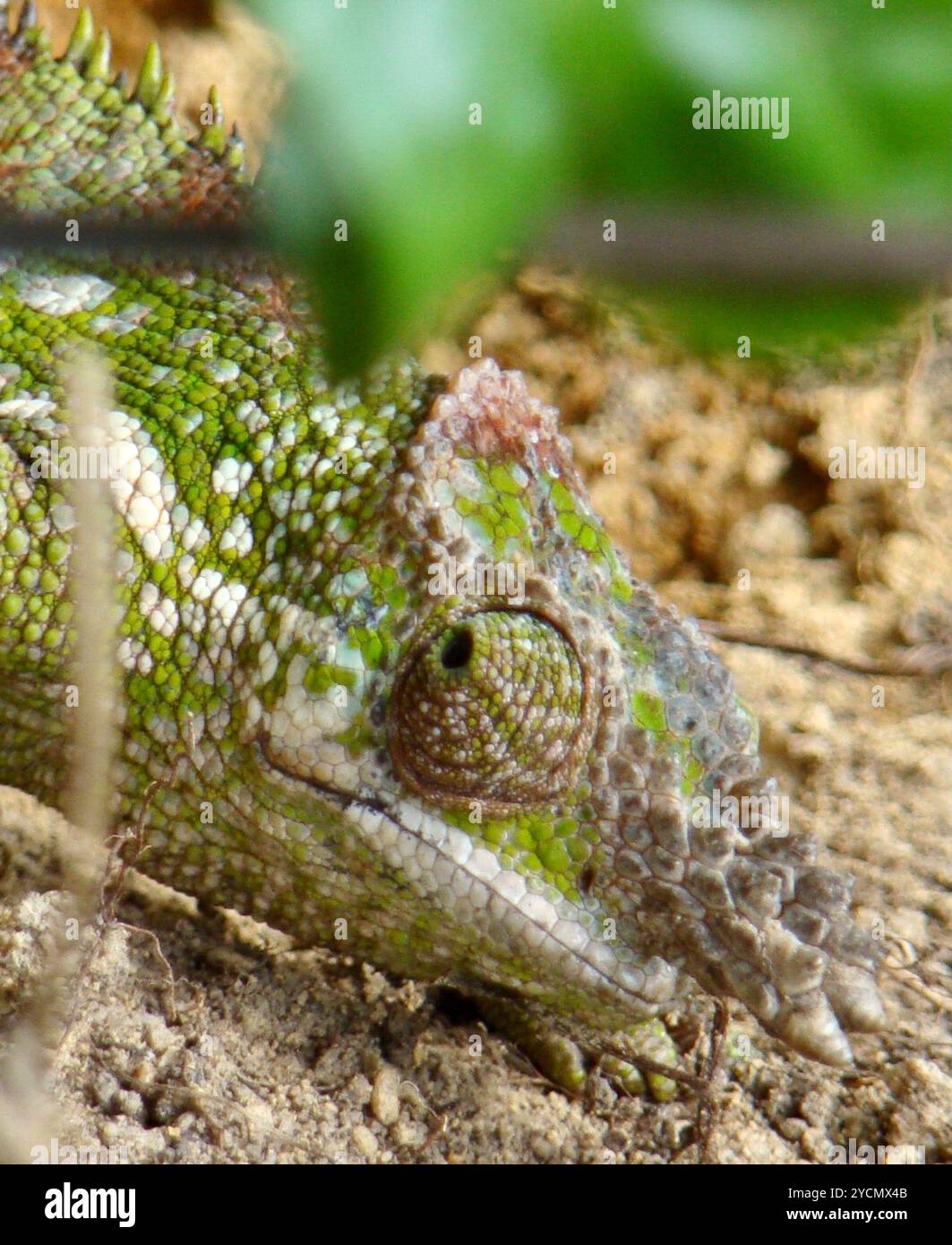 West Usambara two-horned chamaeleon (Kinyongia multituberculata ...