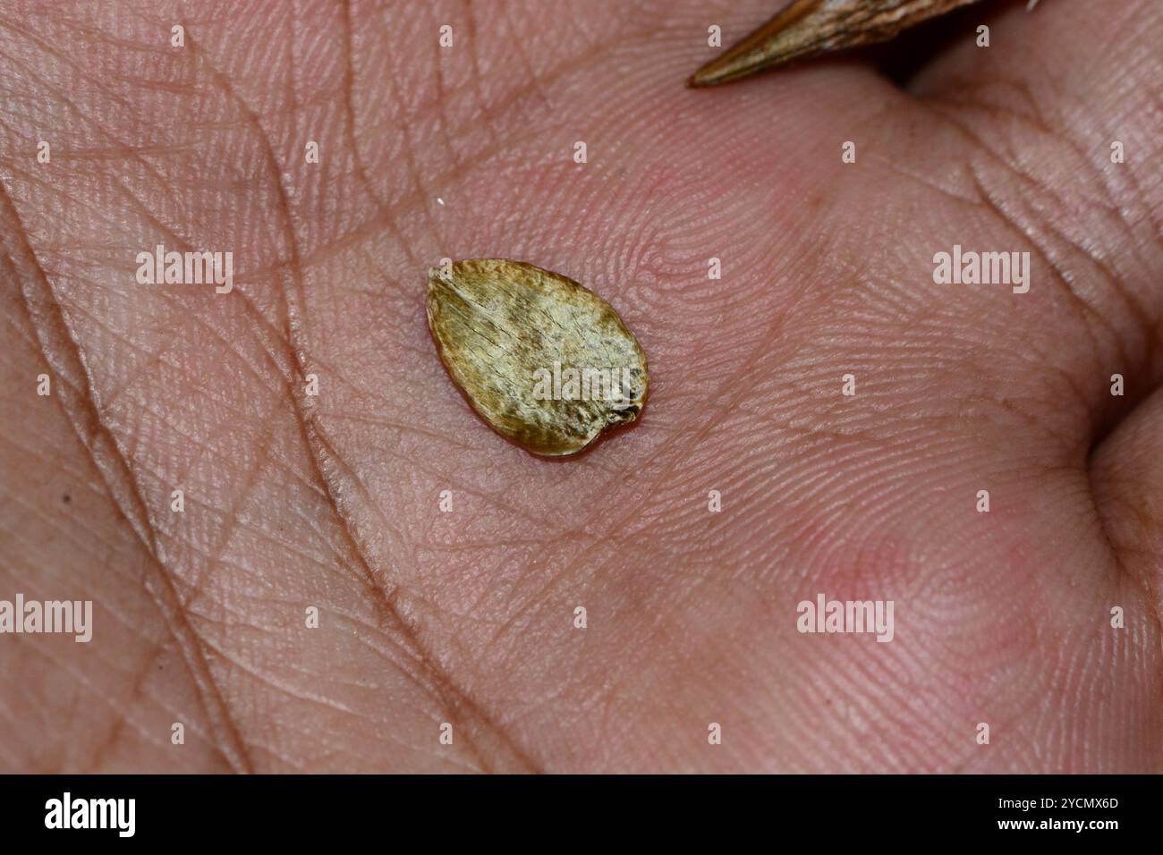 porcupine flower (Barleria prionitis) Plantae Stock Photo - Alamy