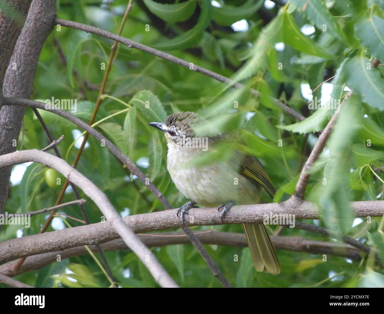White-browed Bulbul (Pycnonotus luteolus) Aves Stock Photo - Alamy
