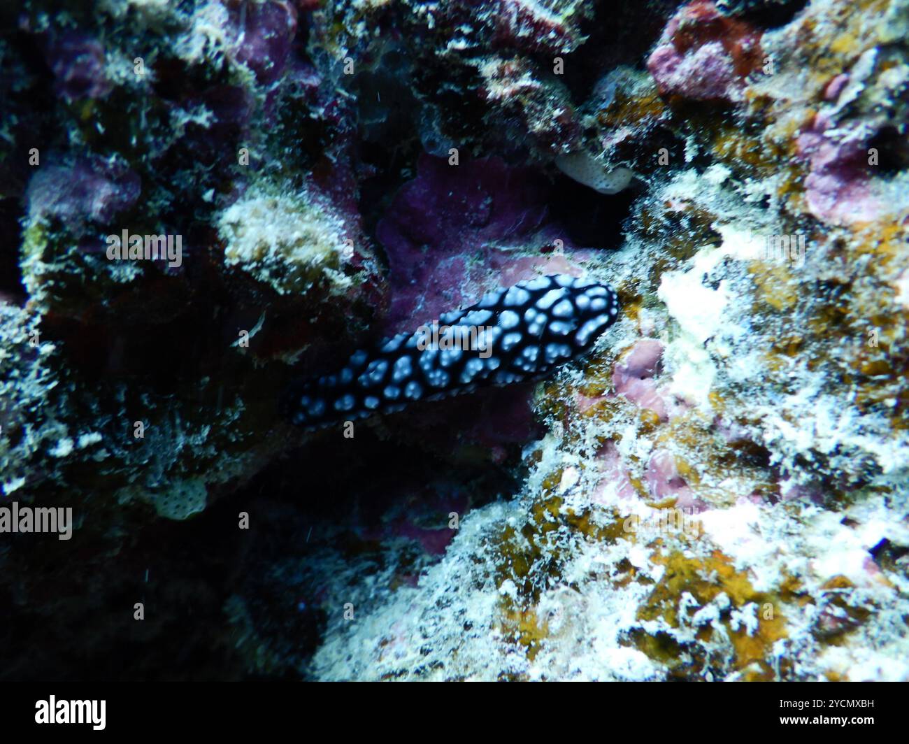Pustulose Wart Slug (Phyllidiella pustulosa) Mollusca Stock Photo - Alamy
