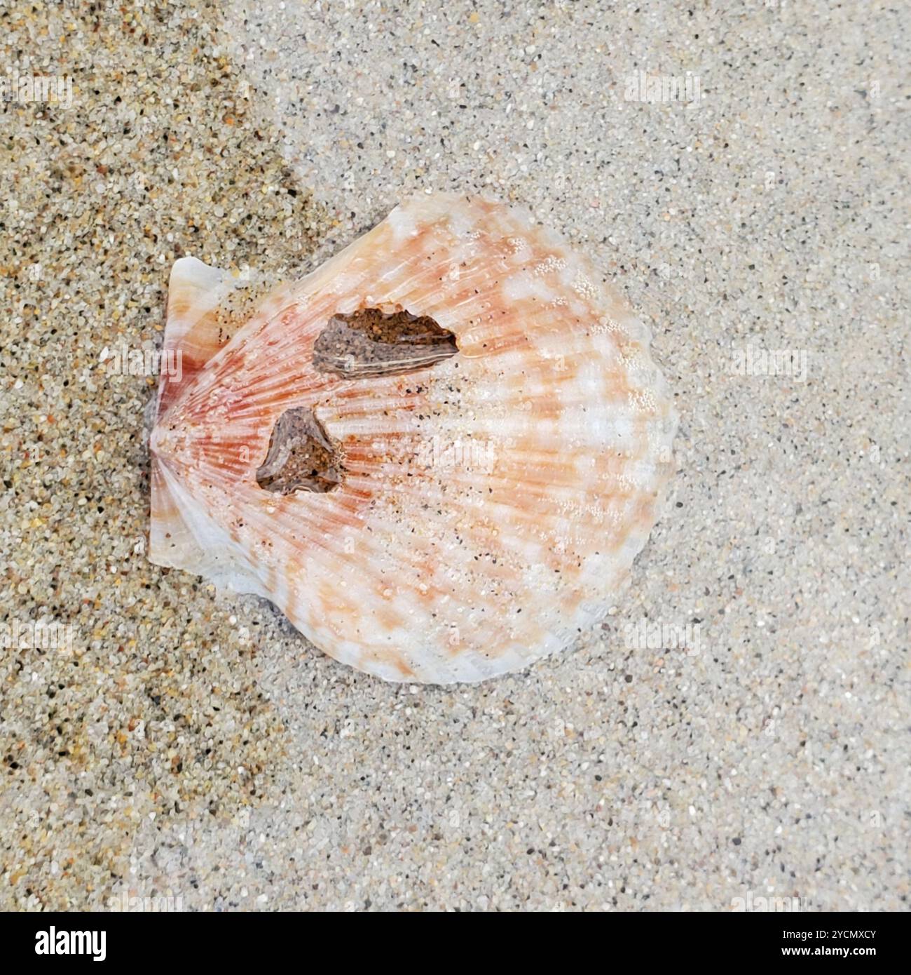Pacific Calico Scallop (Argopecten ventricosus) Mollusca Stock Photo ...
