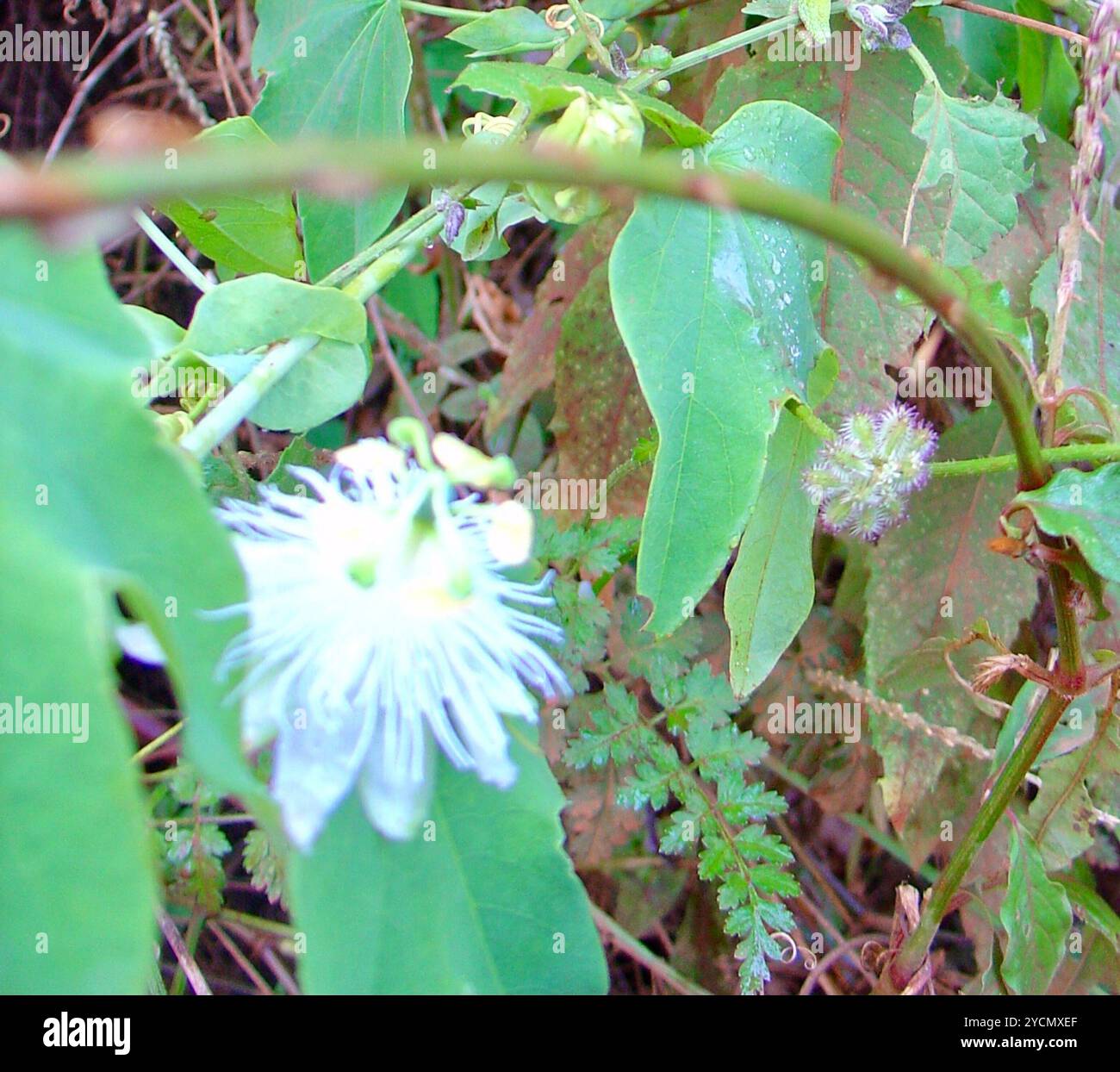 white passionflower (Passiflora subpeltata) Plantae Stock Photo - Alamy