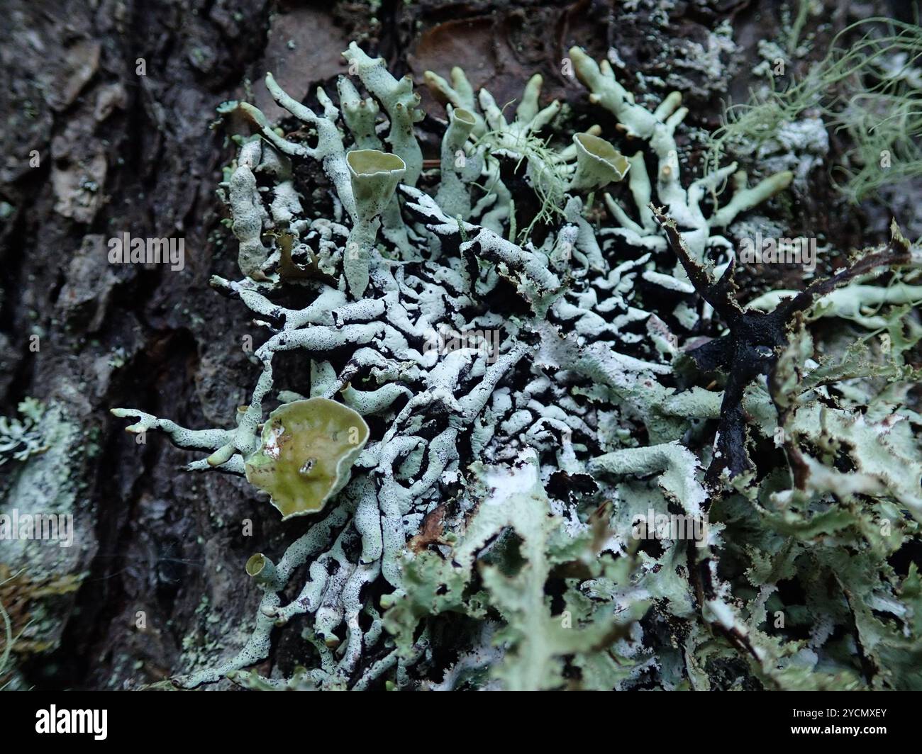 Budding fungi hi-res stock photography and images - Alamy