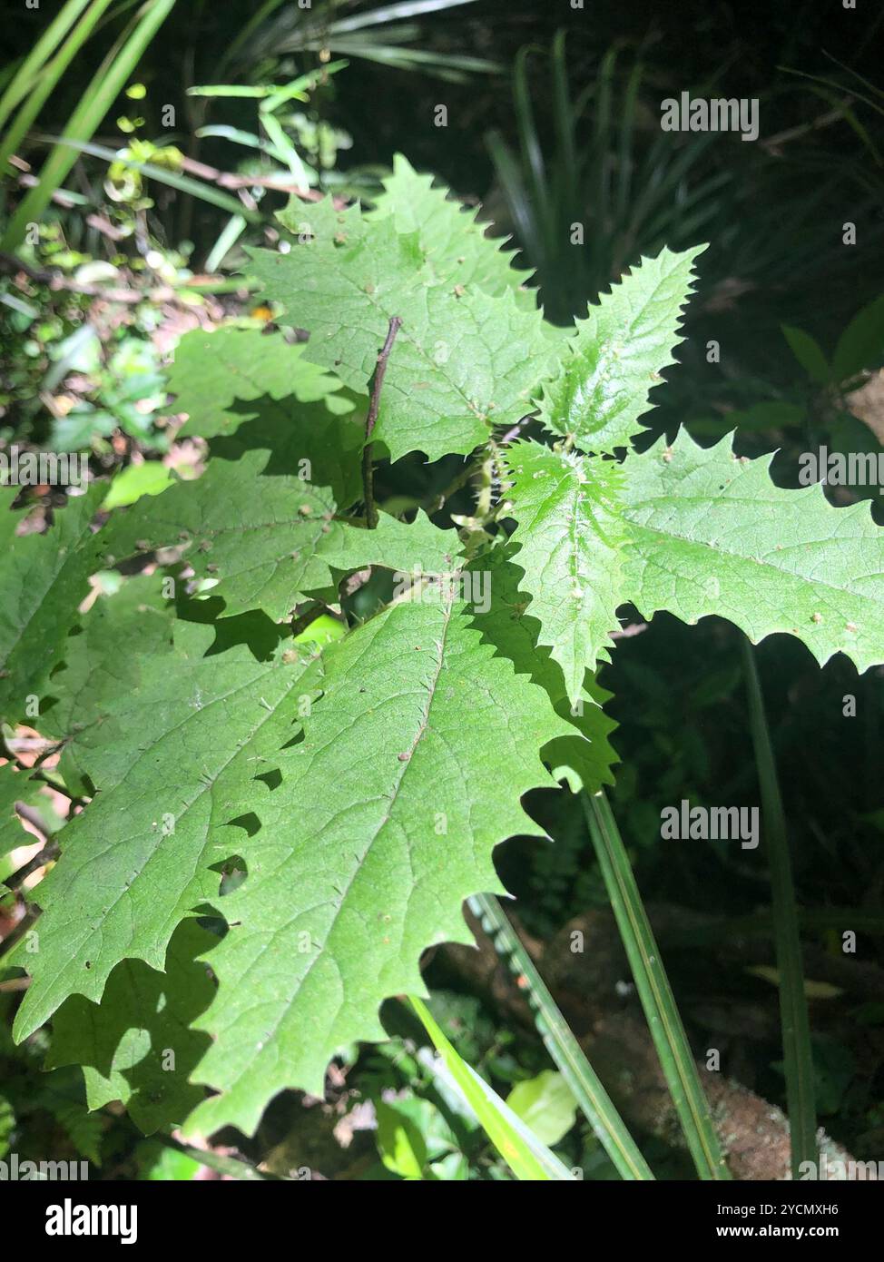 Tree Nettle (Urtica ferox) Plantae Stock Photo - Alamy