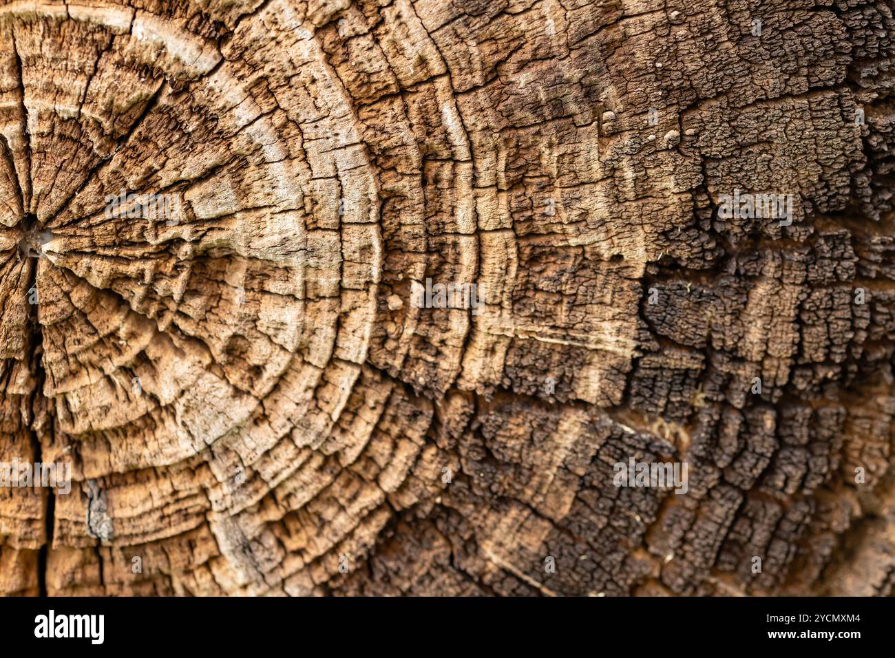 Close-up of tree trunk cross-section showing detailed annual rings and ...