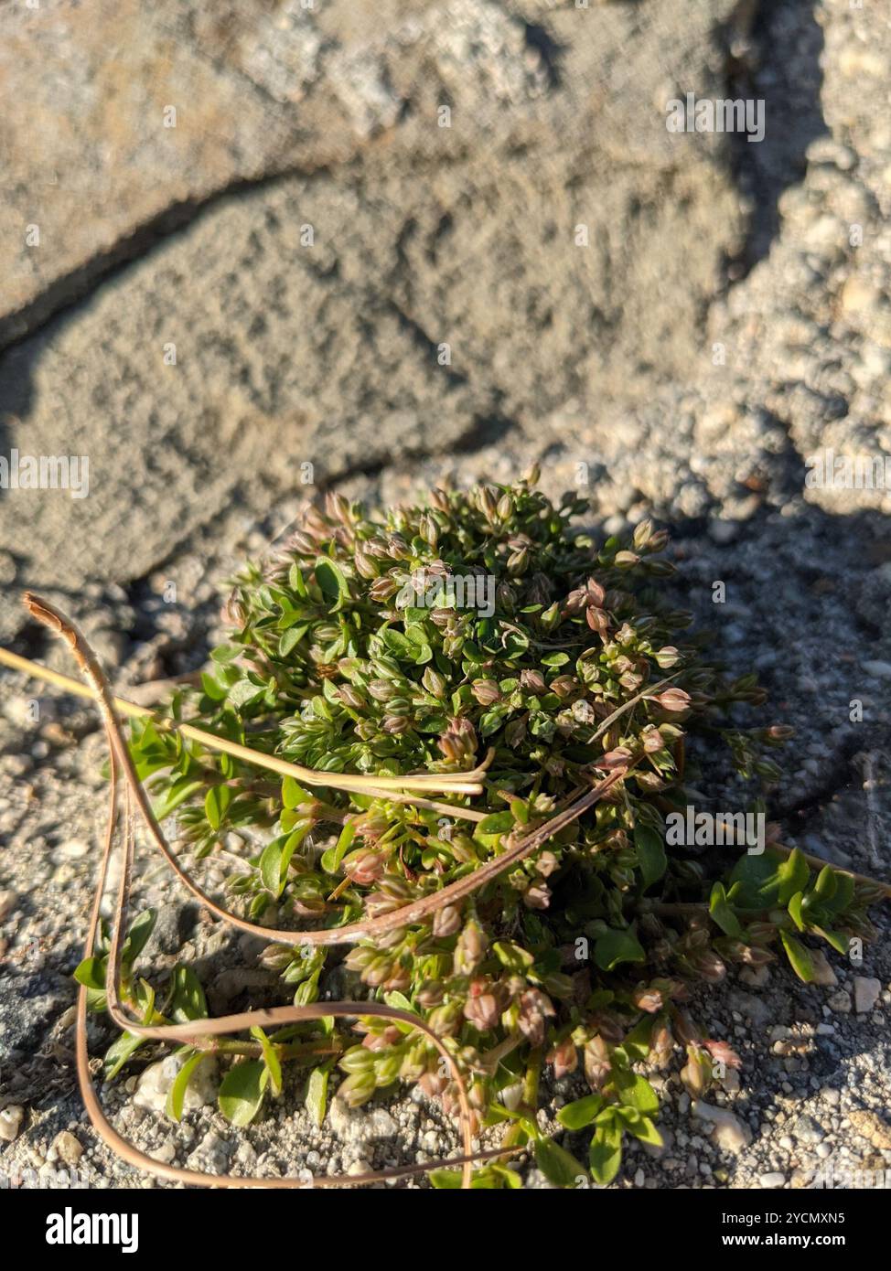 Polycarpon tetraphyllum hi-res stock photography and images - Alamy