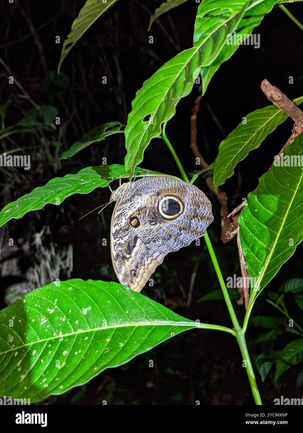 Insulanus hi-res stock photography and images - Alamy