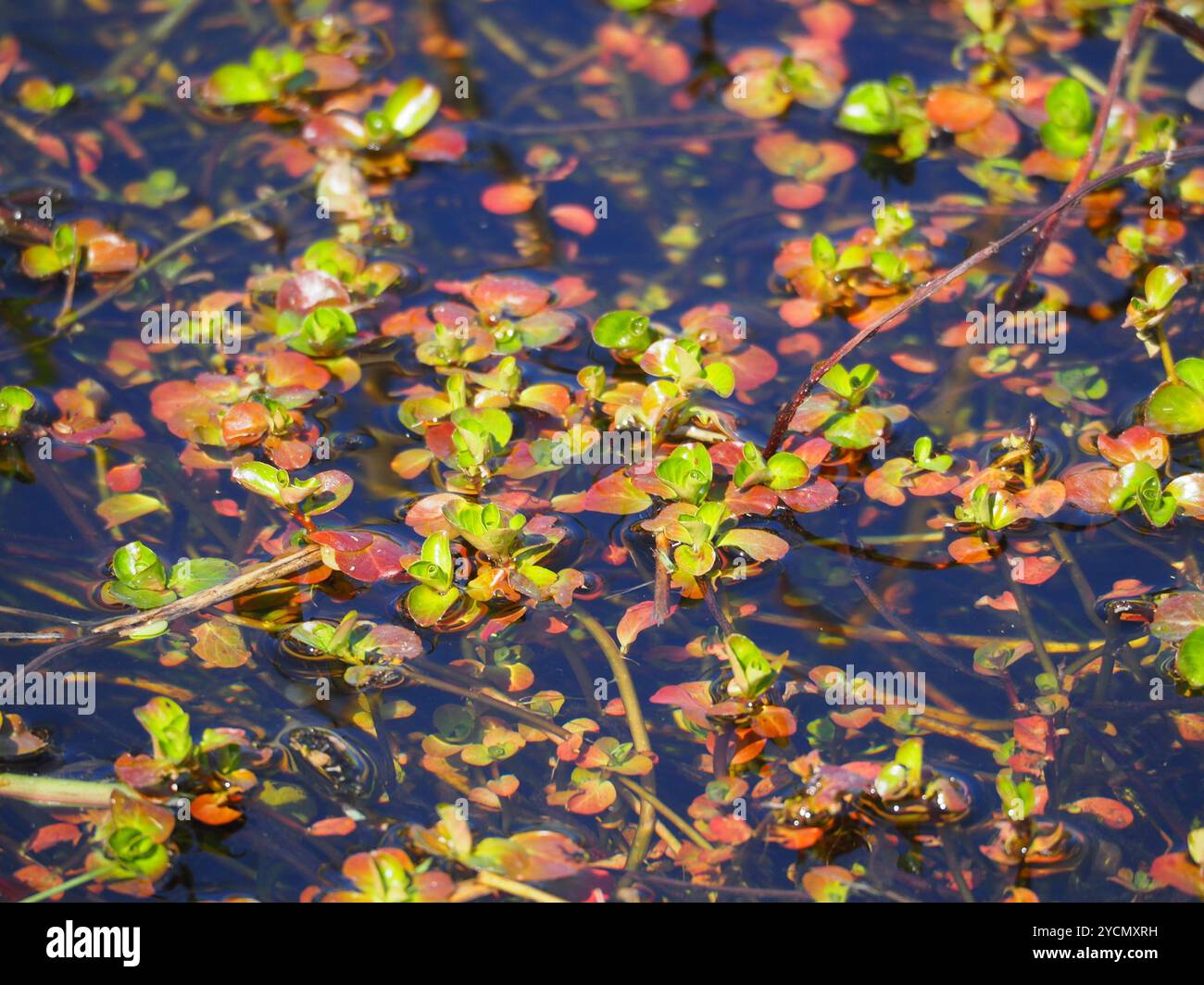 Indian rotala (Rotala indica) Plantae Stock Photo - Alamy