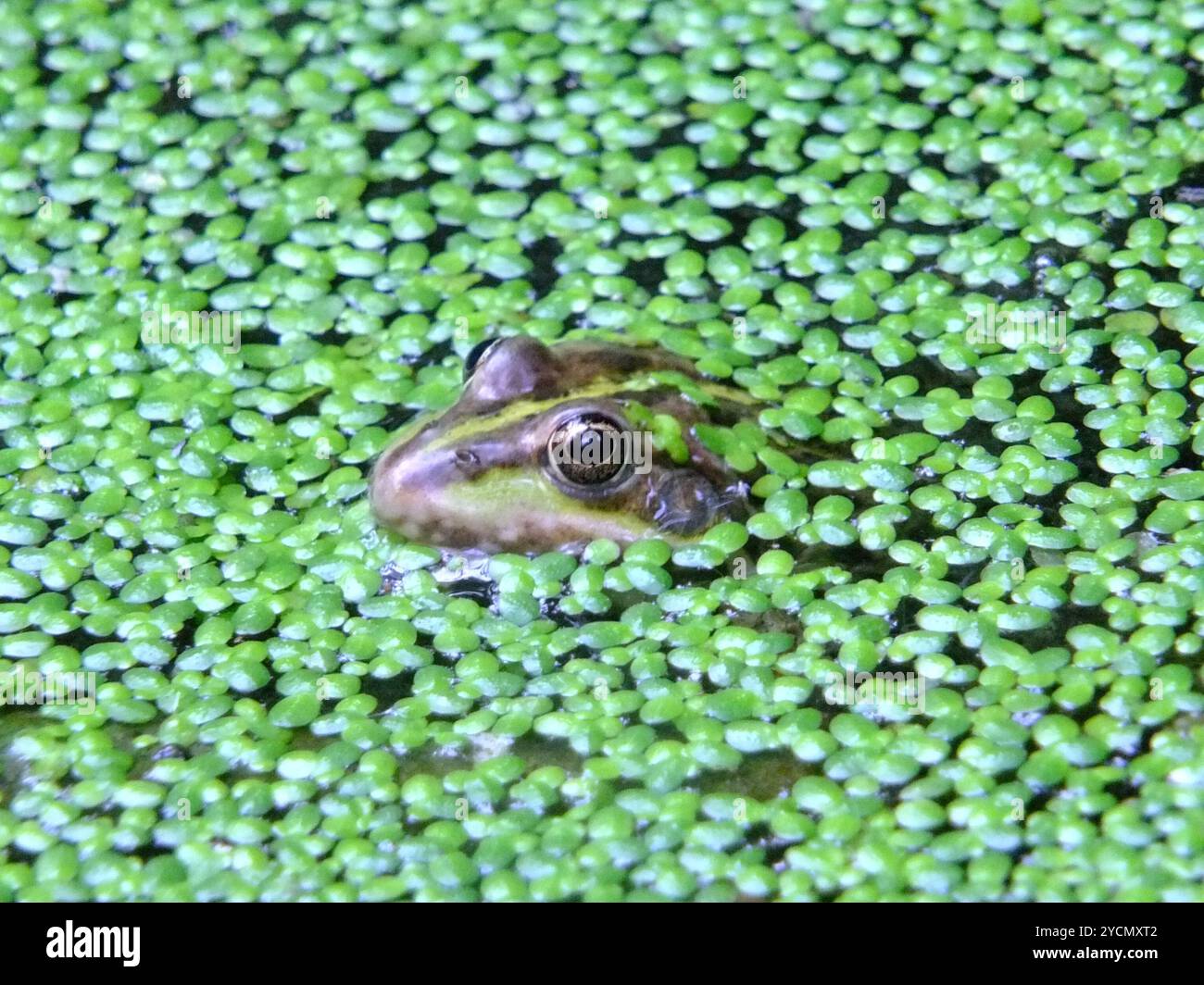 Water Frogs (Pelophylax) Amphibia Stock Photo - Alamy