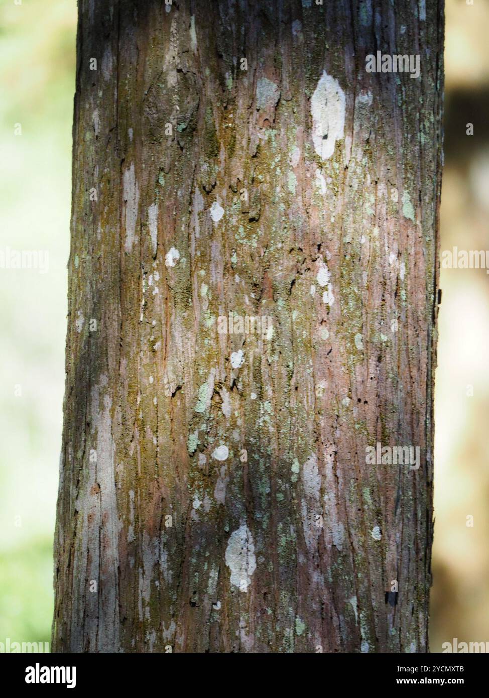 Taiwan-fir (Cunninghamia konishii) Plantae Stock Photo - Alamy