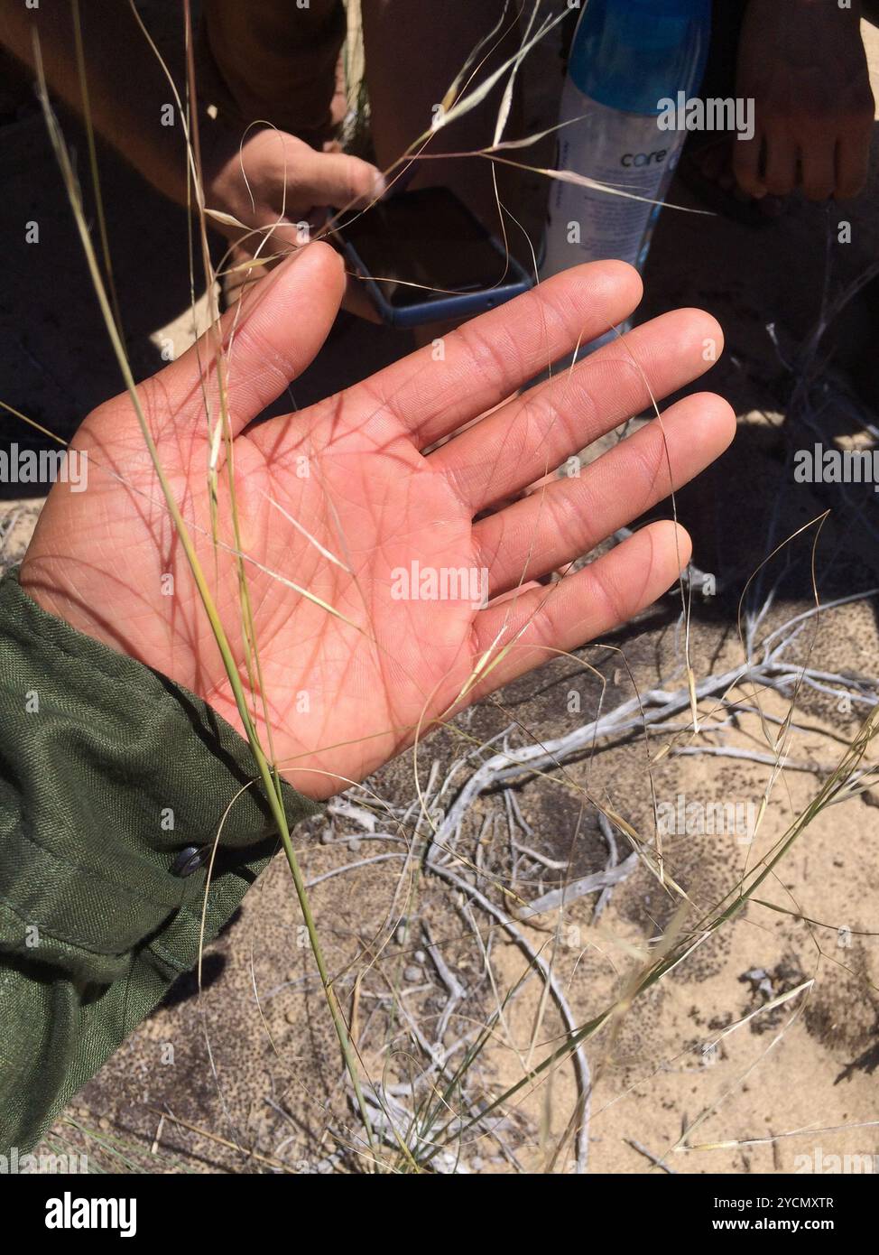 Needle-and-thread Grass (Hesperostipa comata) Plantae Stock Photo - Alamy