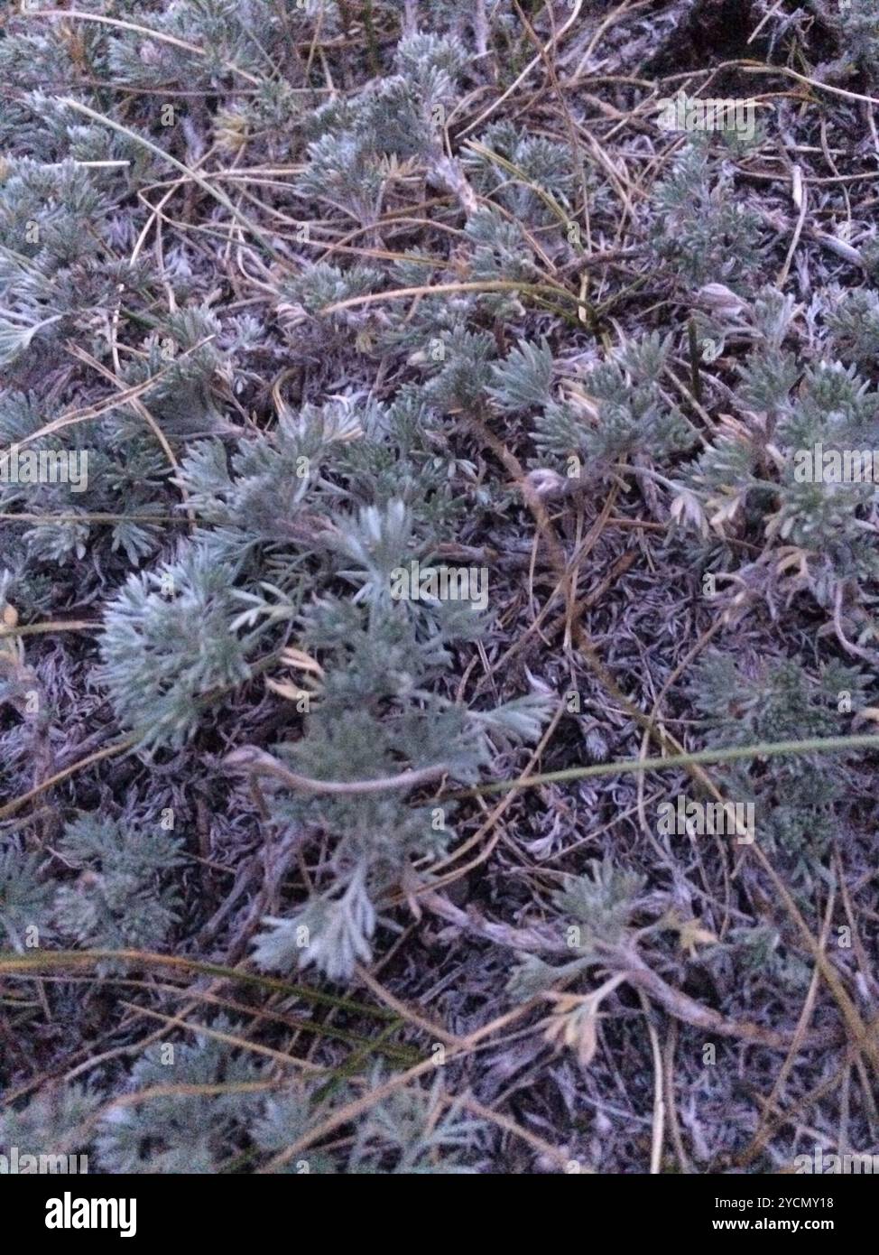 fringed sagebrush (Artemisia frigida) Plantae Stock Photo - Alamy