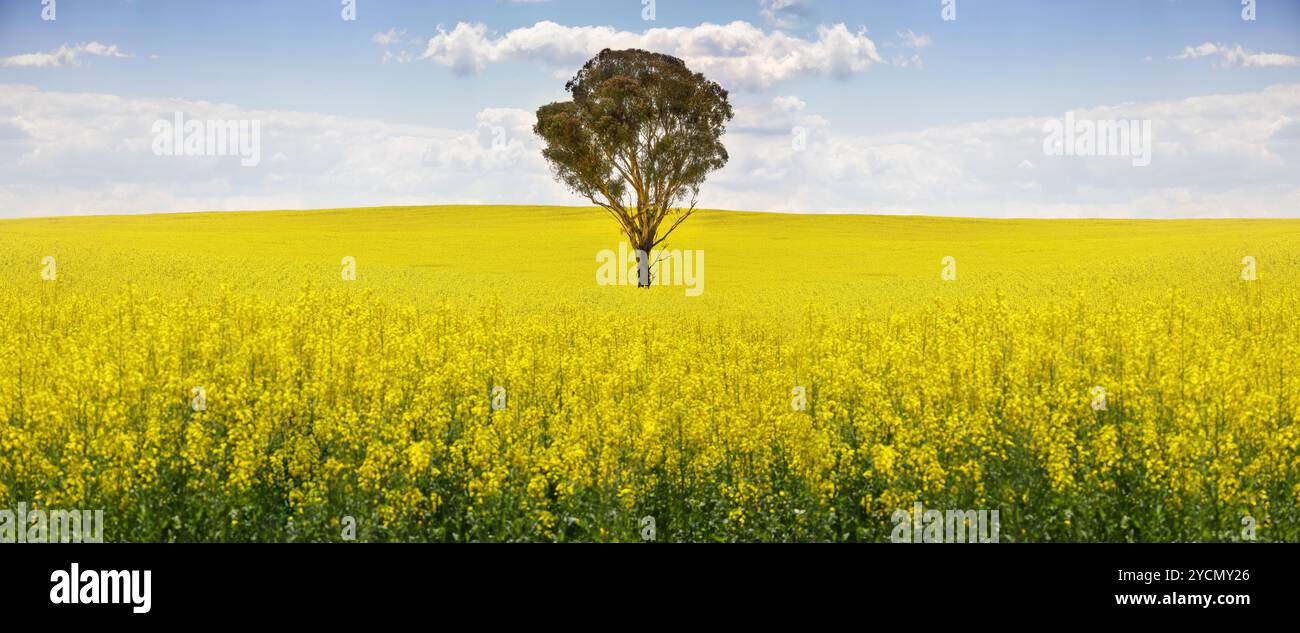Field canola growing in hi-res stock photography and images - Alamy