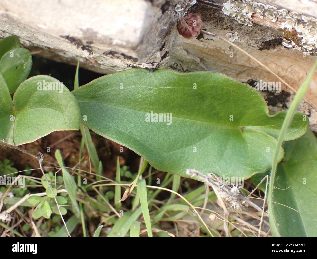 Friar's-cowl (Arisarum vulgare) Plantae Stock Photo - Alamy