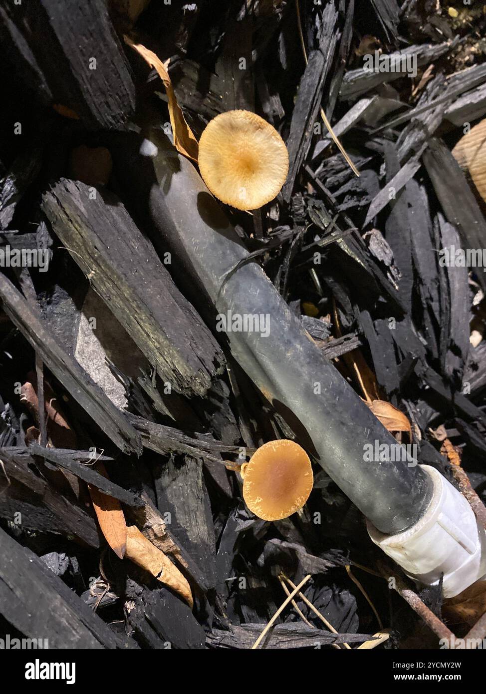 Pholiotina rugosa hi-res stock photography and images - Alamy