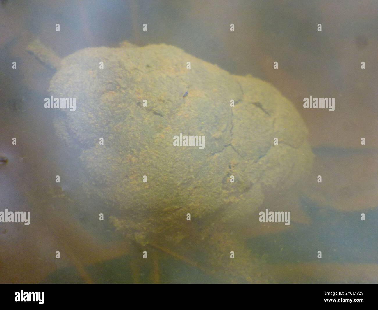 Mole Salamanders (Ambystoma) Amphibia Stock Photo - Alamy