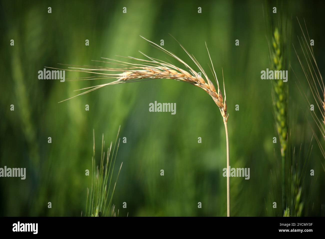 Semolina wheat plant hi-res stock photography and images - Alamy