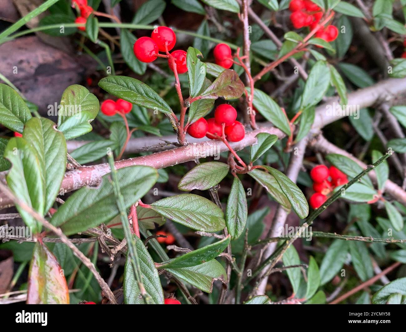 Willow-leaved Cotoneaster (Cotoneaster salicifolius) Plantae Stock Photo - Alamy