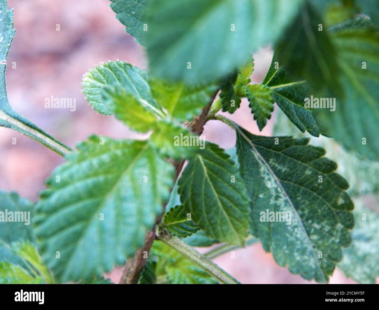 lantanas (Lantana) Plantae Stock Photo - Alamy