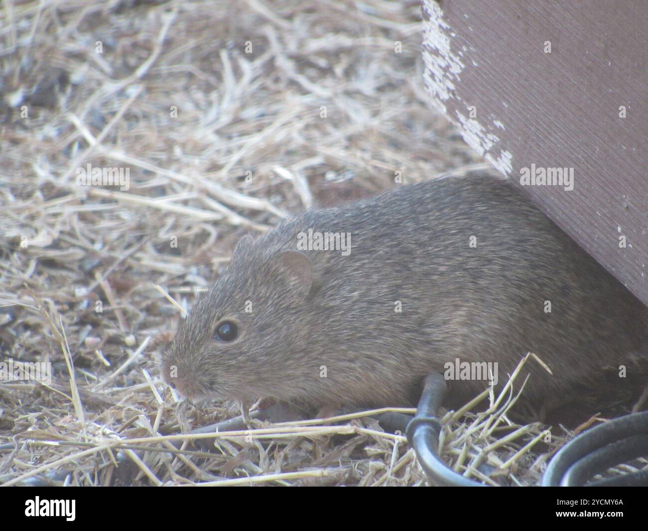 Sigmodon hispidus hi-res stock photography and images - Alamy