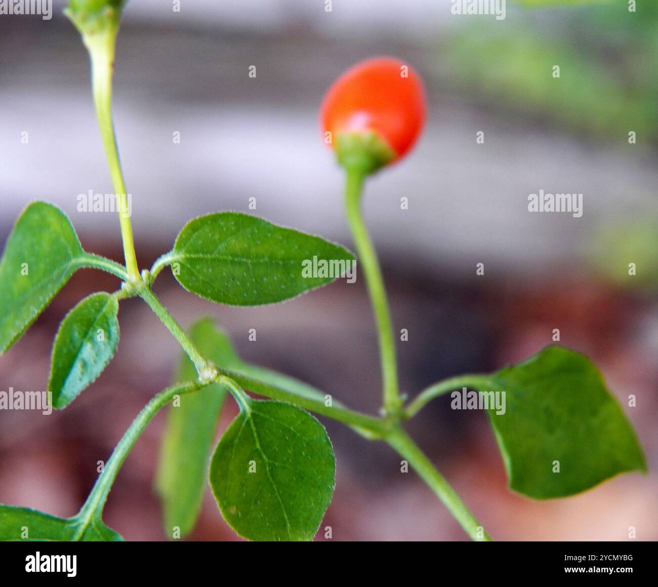 bird pepper (Capsicum annuum glabriusculum) Plantae Stock Photo - Alamy
