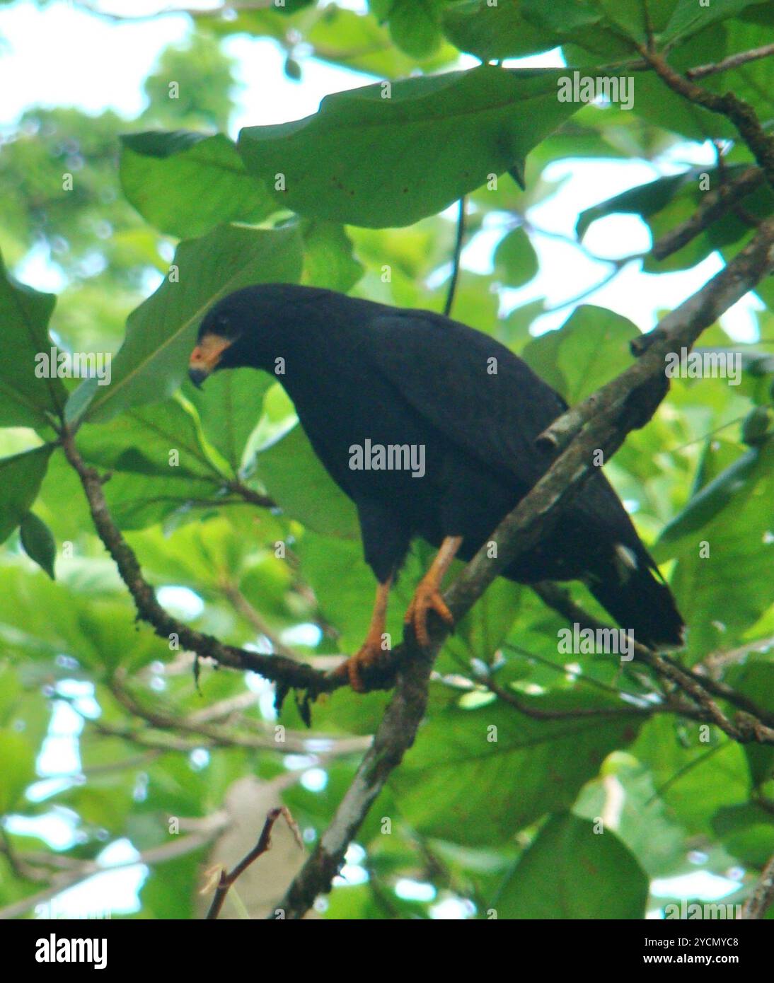 Common Black Hawk (Buteogallus anthracinus) Aves Stock Photo - Alamy