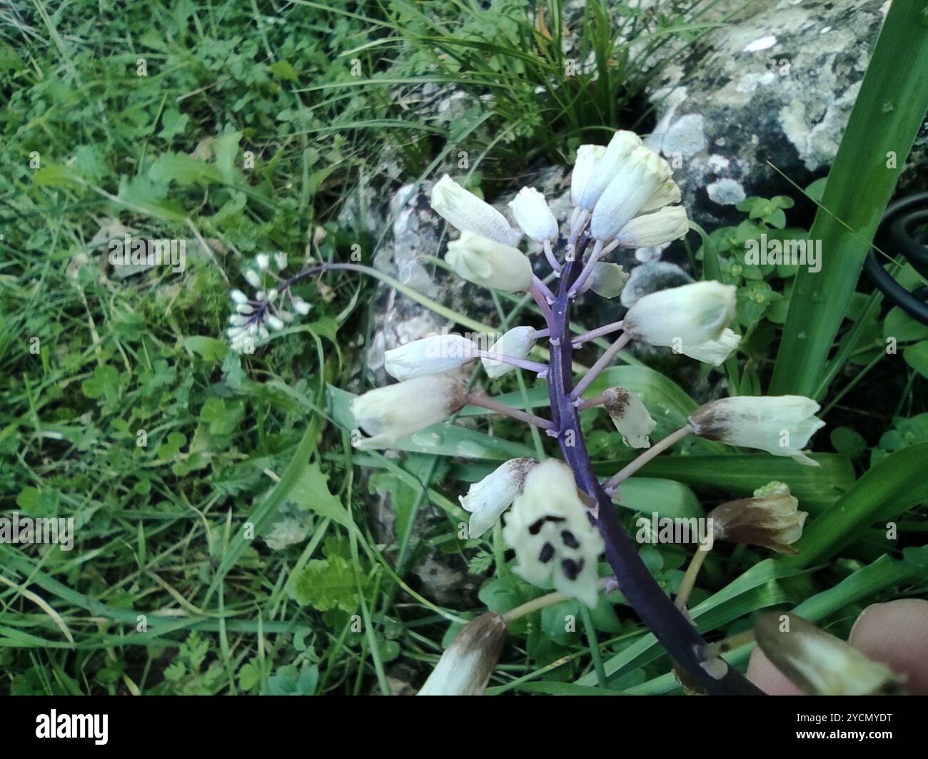 Common Roman Squill (Bellevalia flexuosa) Plantae Stock Photo - Alamy