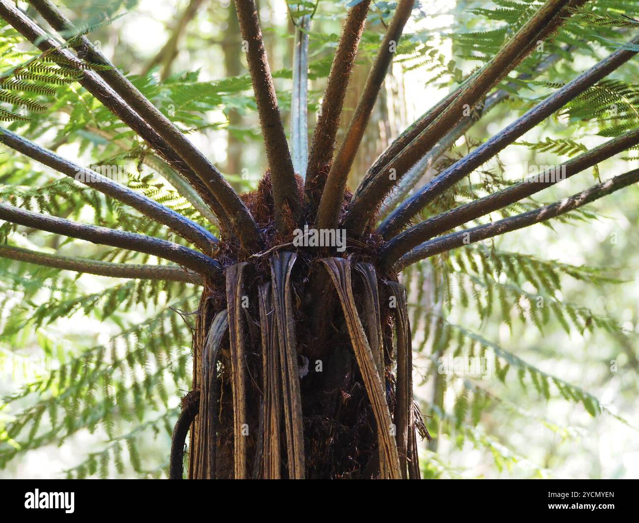 Spiny Tree Fern (Alsophila spinulosa) Plantae Stock Photo - Alamy