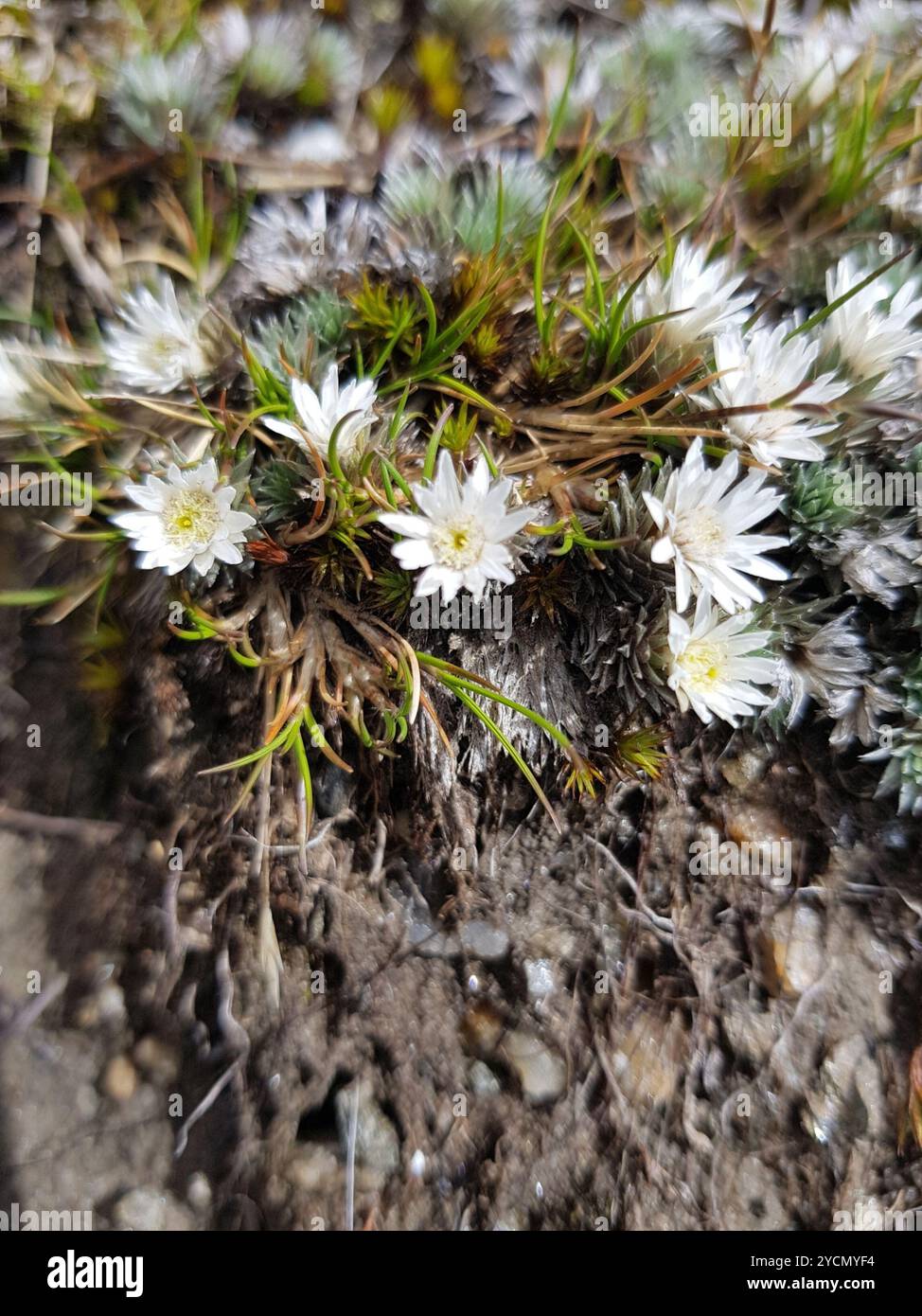 large-flowered mat daisy (Raoulia grandiflora) Plantae Stock Photo - Alamy