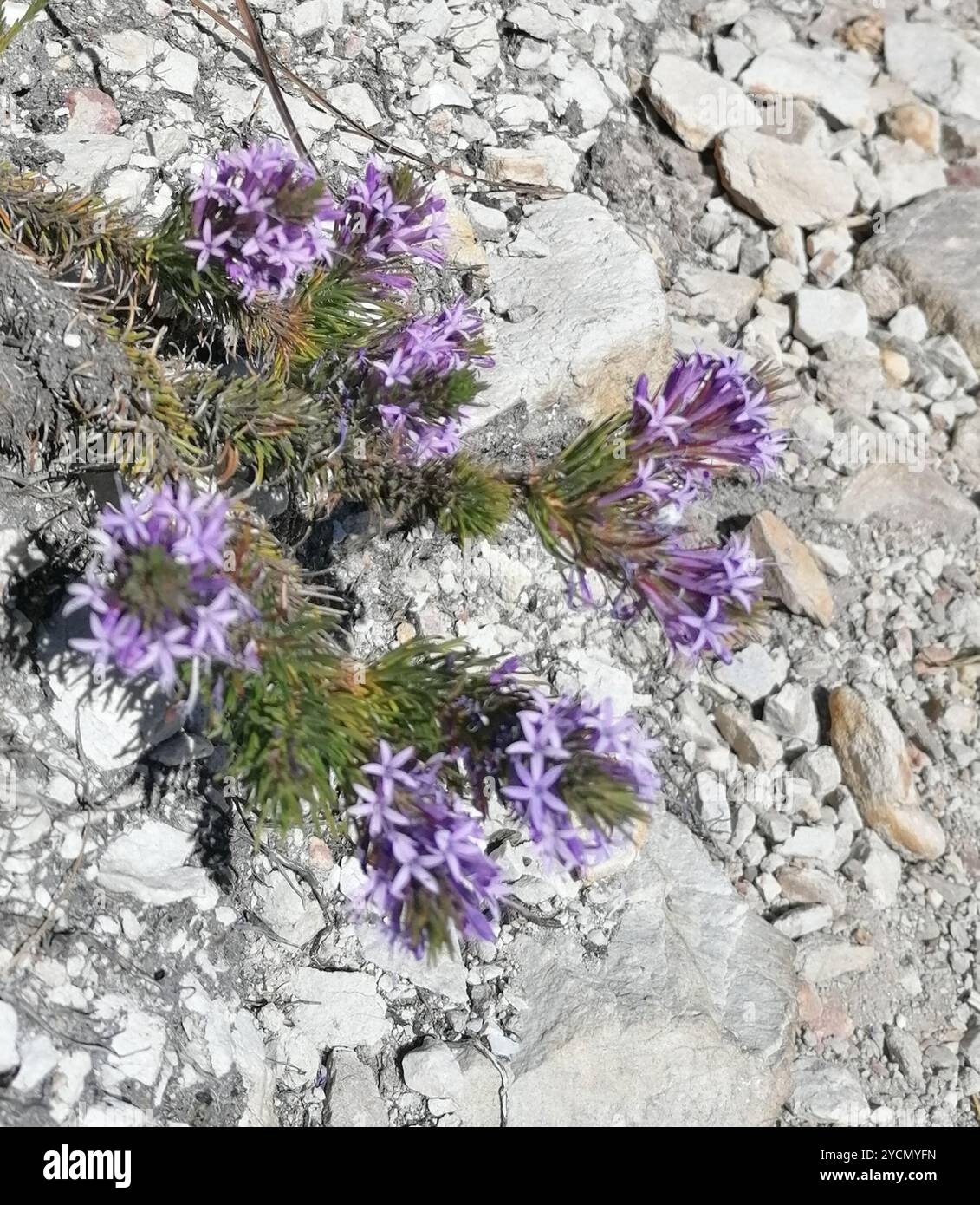 Mercybells (Merciera) Plantae Stock Photo - Alamy