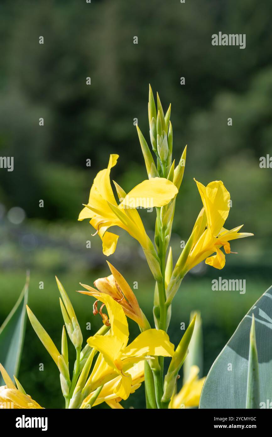 Close up of water canna (canna glauca) flowers in bloom Stock Photo - Alamy