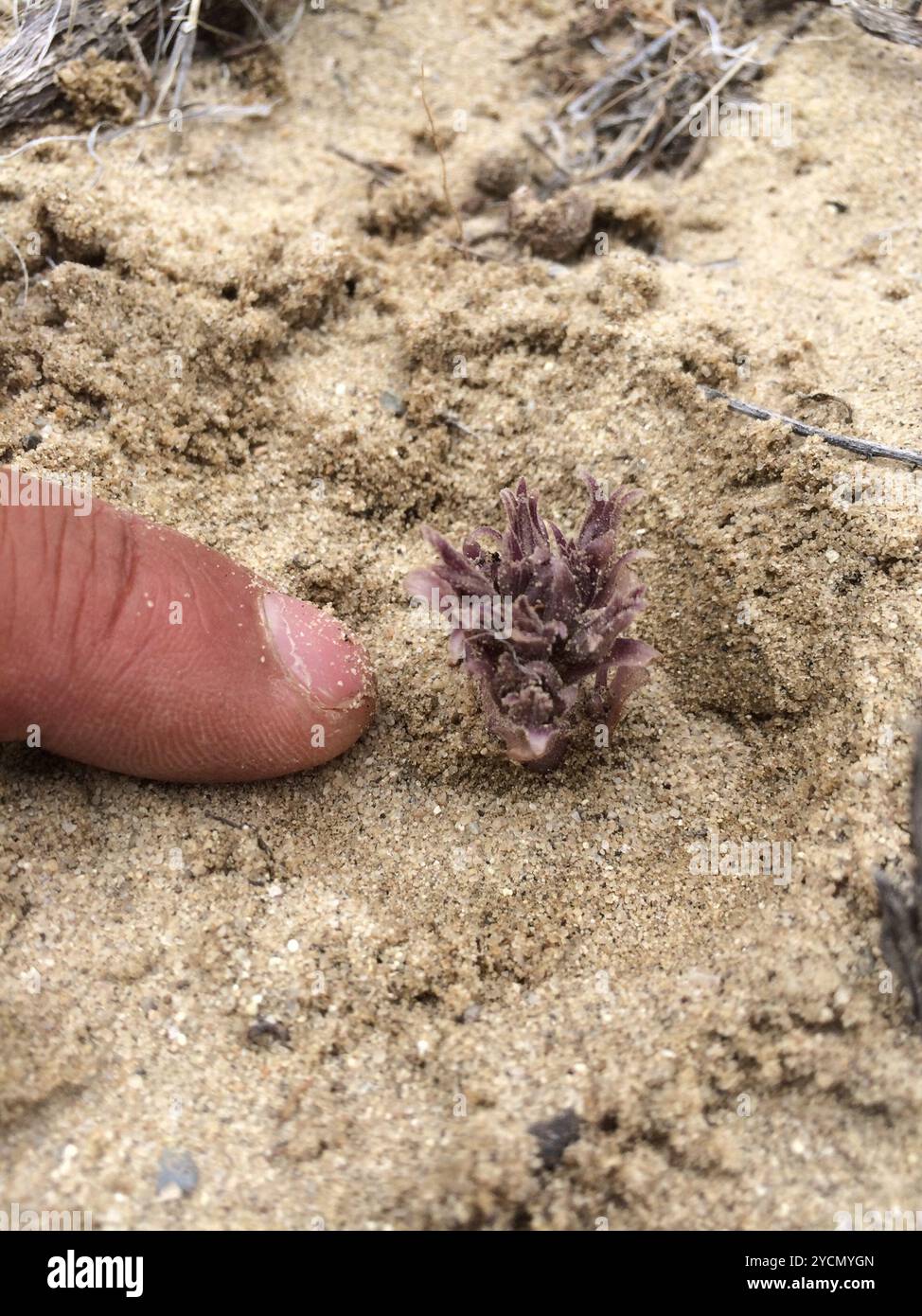 Flat-top Broomrape (Aphyllon corymbosum) Plantae Stock Photo - Alamy