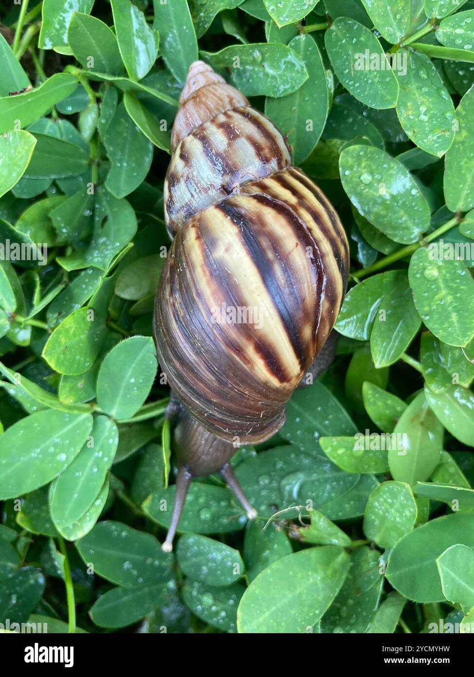 African Giant Snail (Lissachatina fulica) Mollusca Stock Photo - Alamy