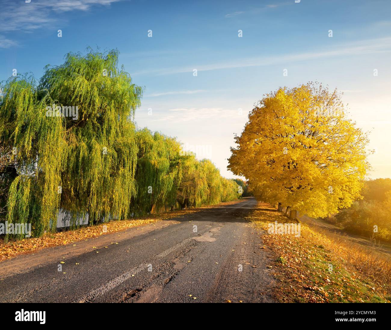 Sunrise through forest trees hi-res stock photography and images - Alamy