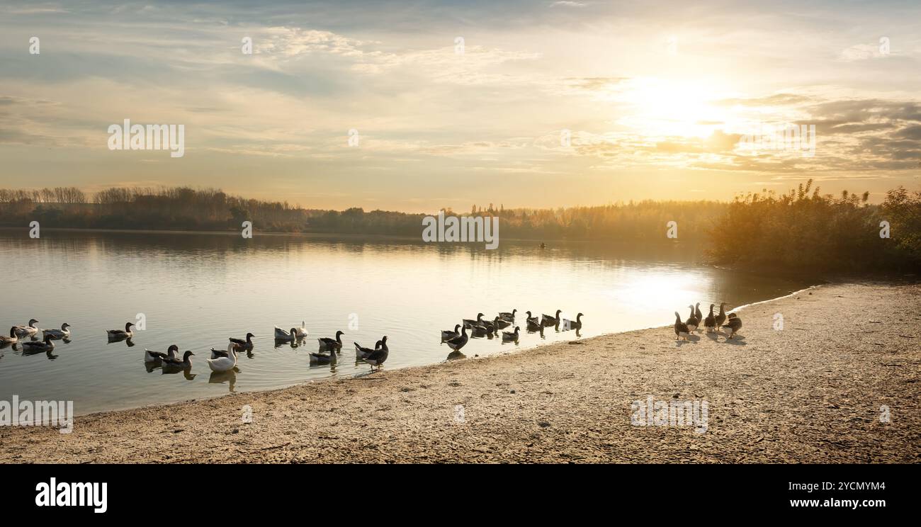 Geese pond on farm hi-res stock photography and images - Alamy