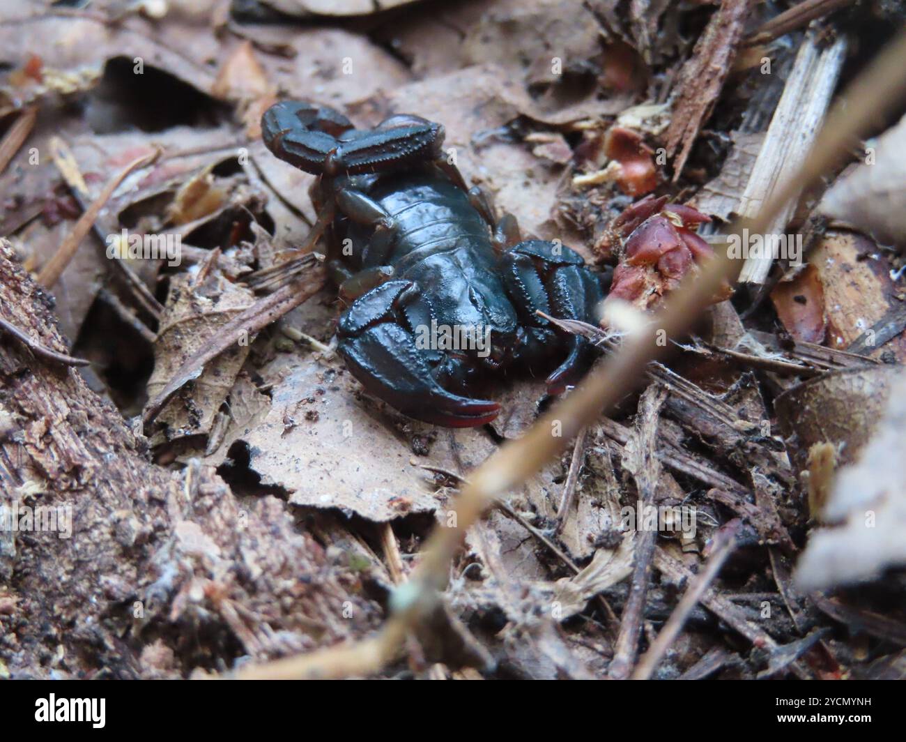 Uroctonus hi-res stock photography and images - Alamy