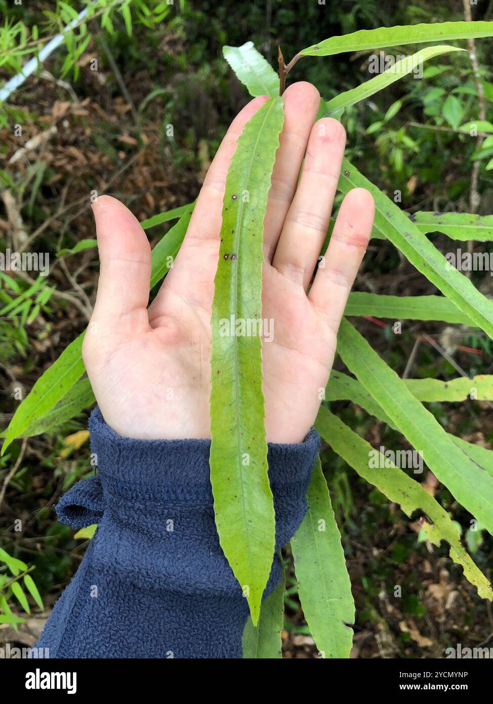 Elaeocarpus dentatus hi-res stock photography and images - Alamy