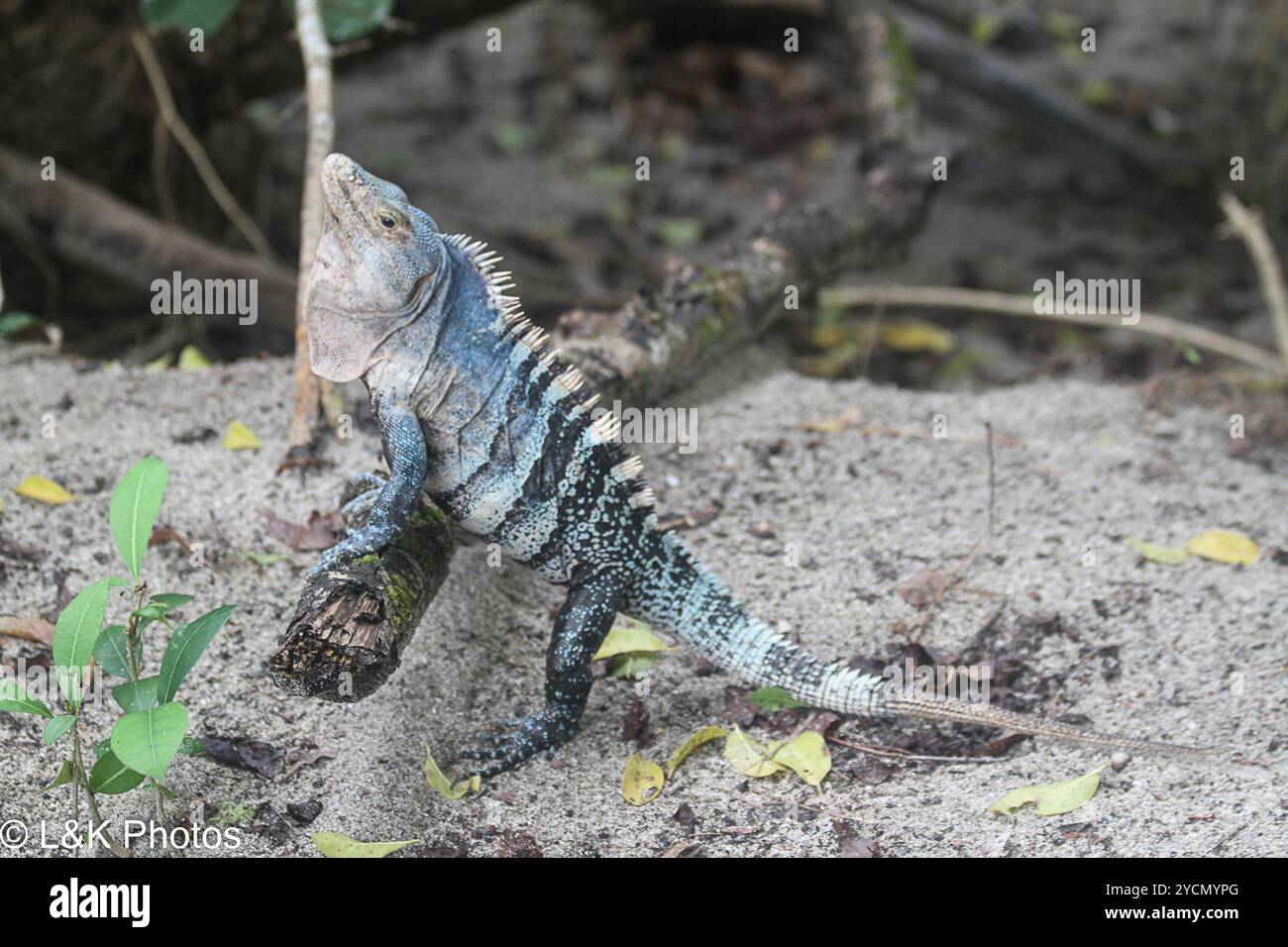 Black Spiny-tailed Iguana (Ctenosaura similis) Reptilia Stock Photo - Alamy